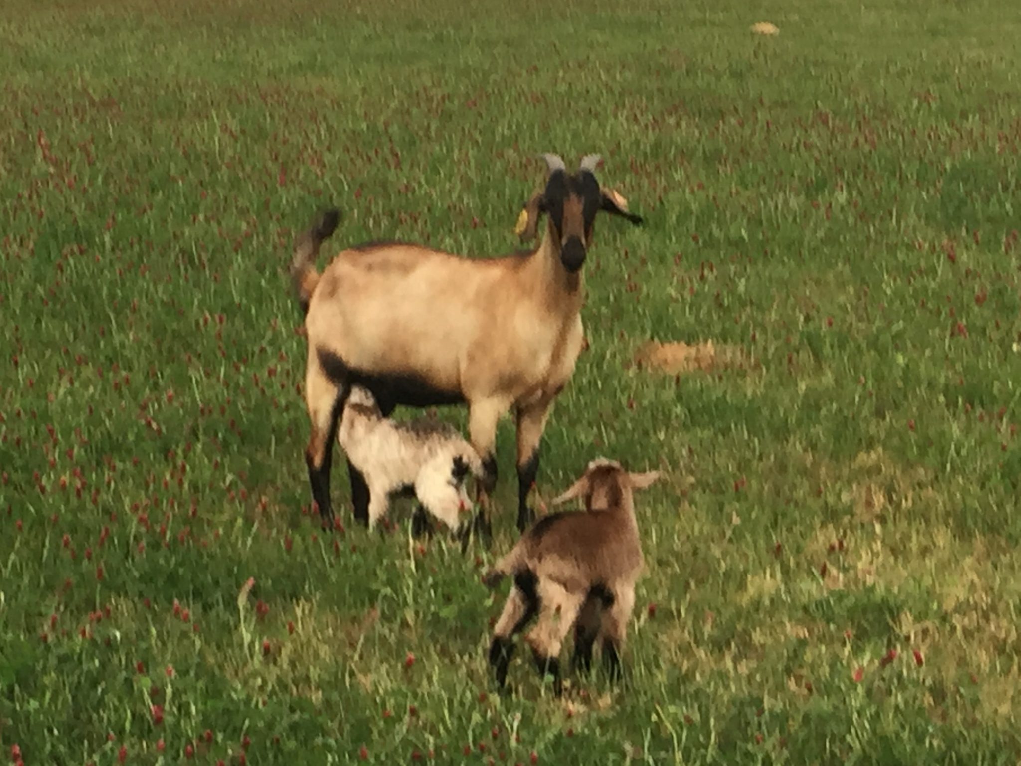 Our Spanish Goats – Duffy Livestock