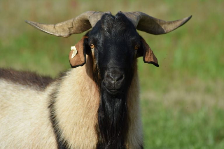 Our Spanish Goats – Duffy Livestock